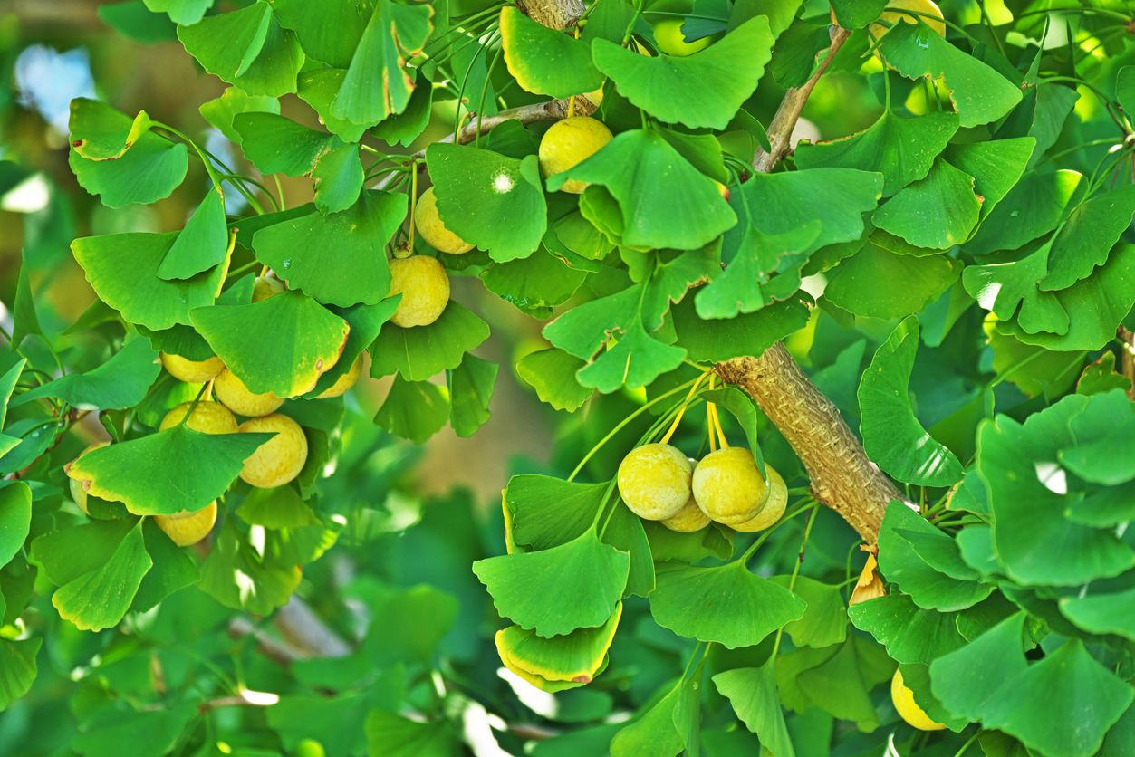 Ginkgo biloba : bienfaits, mode d’emploi, risques | Santé Magazine