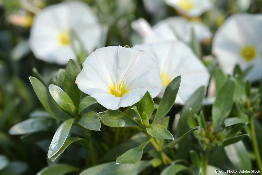 Liseron : connaître et maîtriser cette plante envahissante | Détente jardin