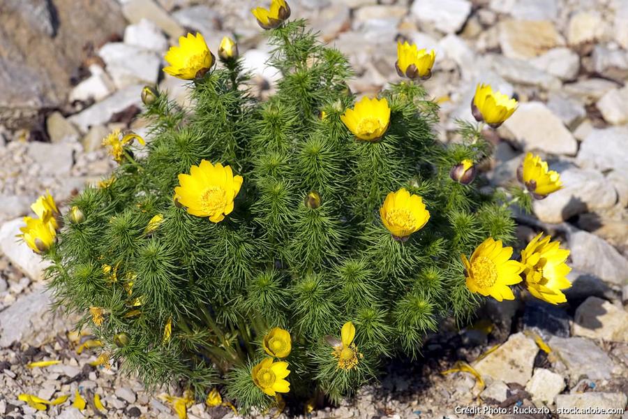 Adonis (plante) : Culture, Multiplication, Plantation | Détente jardin