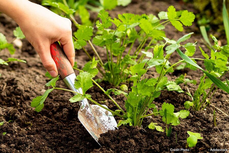 Cultivez la coriandre : semis, entretien, récolte | Détente jardin