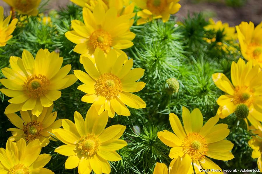 Adonis (plante) : Culture, Multiplication, Plantation | Détente jardin