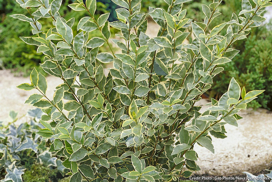 Plantation du troène en haie : technique et espèces | Détente jardin