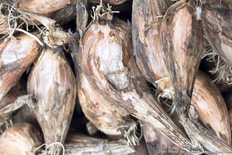 Planter les échalotes avec la Lune en 5 étapes [Facile] | Détente jardin