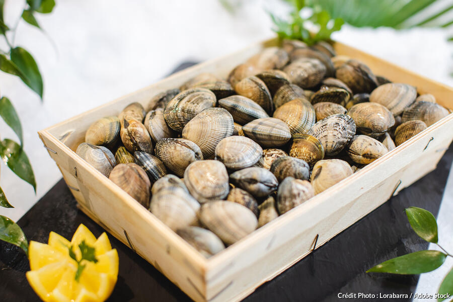 Tout savoir sur la palourde (pêche à pied, conseils d'achat ...