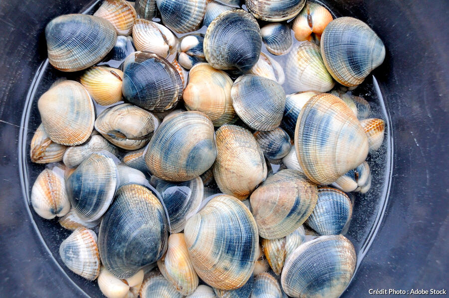 Tout savoir sur la palourde (pêche à pied, conseils d'achat ...