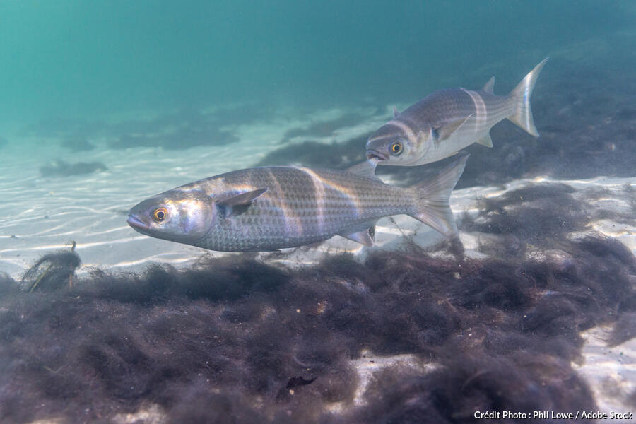 Le mulet : un poisson à redécouvrir ! | Régal
