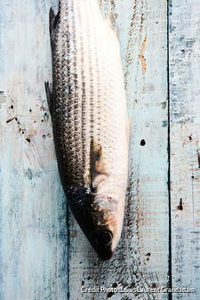 Le mulet : un poisson à redécouvrir ! | Régal