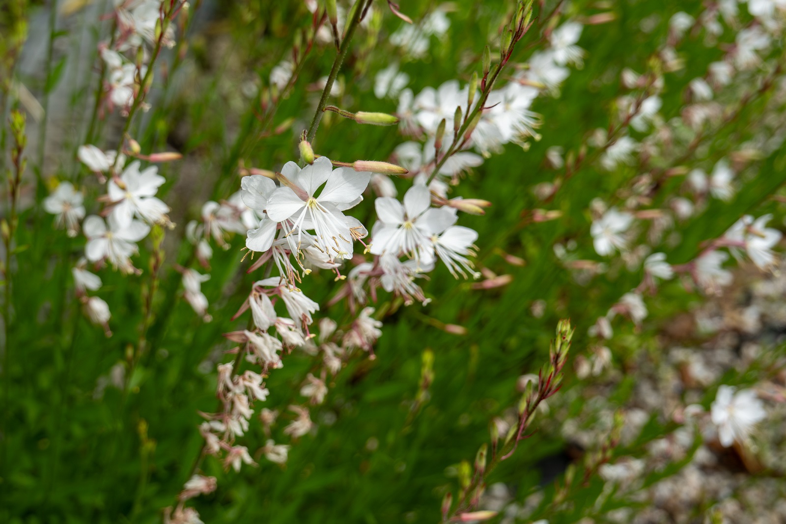 Fleurs blanches : les plus belles variétés pour illuminer votre jardin ...